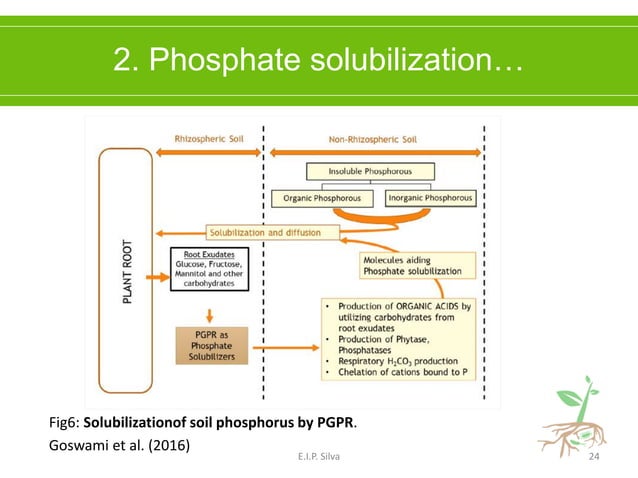 PGPR - Plant Growth Promoting Rhizobacteria | PDF