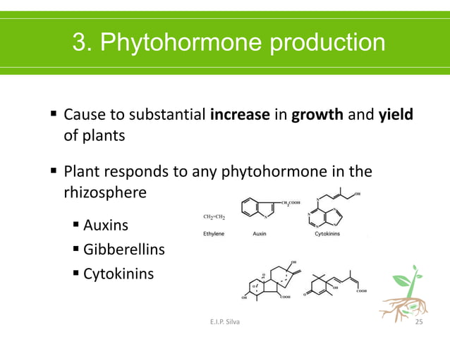 PGPR - Plant Growth Promoting Rhizobacteria | PDF