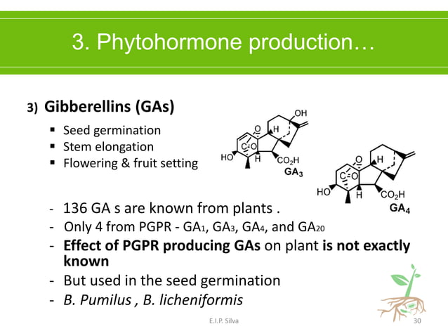 PGPR - Plant Growth Promoting Rhizobacteria | PDF