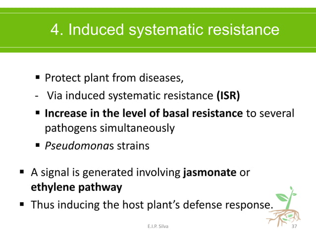 PGPR - Plant Growth Promoting Rhizobacteria | PDF