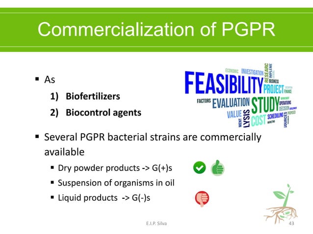 PGPR - Plant Growth Promoting Rhizobacteria | PDF