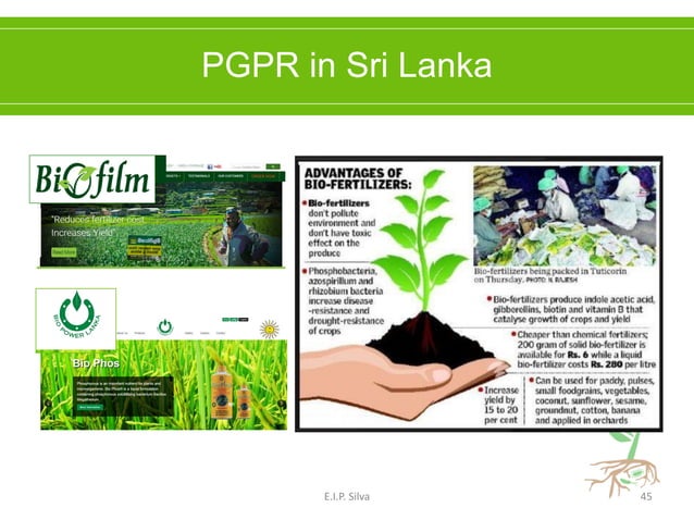 PGPR - Plant Growth Promoting Rhizobacteria | PDF