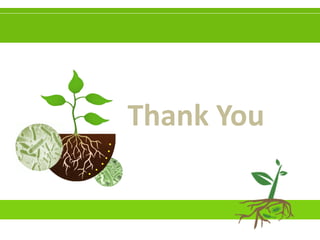 PGPR - Plant Growth Promoting Rhizobacteria | PDF