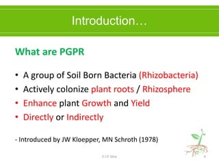 PGPR - Plant Growth Promoting Rhizobacteria | PDF