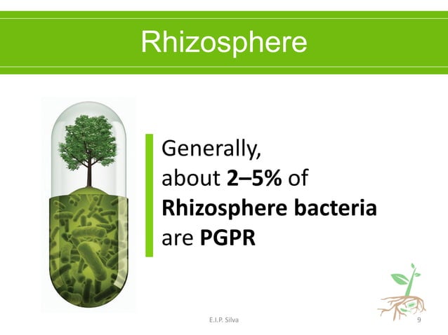 PGPR - Plant Growth Promoting Rhizobacteria | PDF