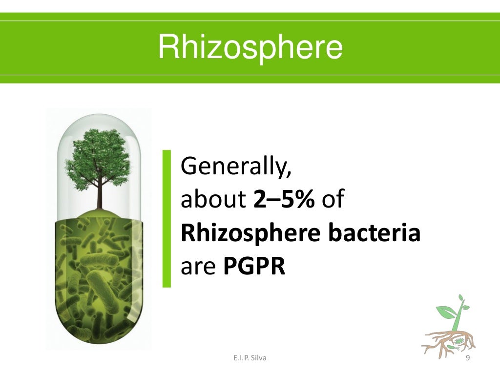 PGPR - Plant Growth Promoting Rhizobacteria