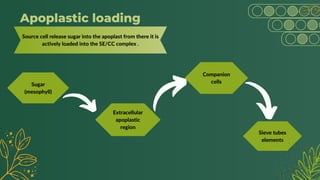 Plant Growth Promoting Rhizobacteria PGPR | PPT