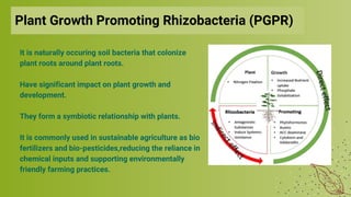 Plant Growth Promoting Rhizobacteria PGPR | PPT