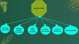 Plant Growth Promoting Rhizobacteria PGPR | PPT