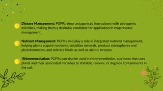 Plant Growth Promoting Rhizobacteria PGPR | PPT