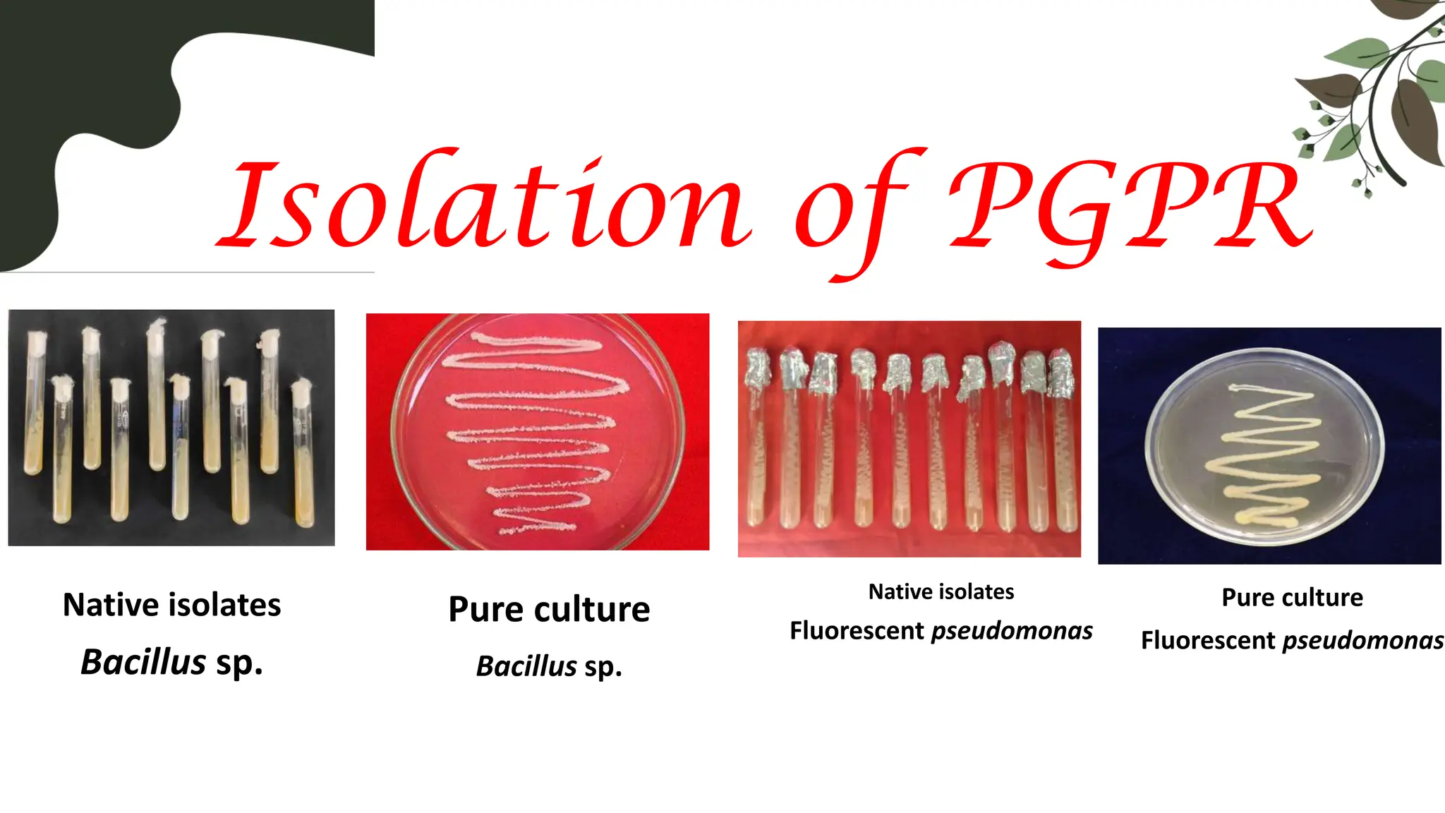 PGPR FINAL slideshare.pptx