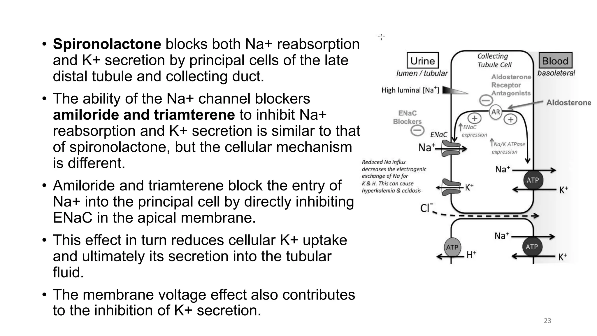 Physiology of Diuretic Action | PPTX