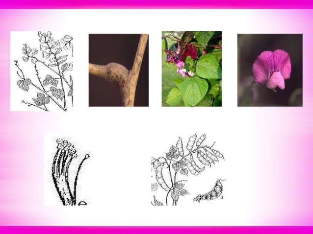 COWPEA,LENTIL,HORSE GRAM,LABLAB, RICE BEAN,WINGED BEAN | PPT