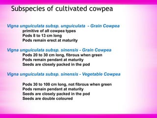 COWPEA,LENTIL,HORSE GRAM,LABLAB, RICE BEAN,WINGED BEAN | PPT