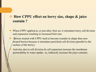 use of PGRs for quality grape production | PPTX