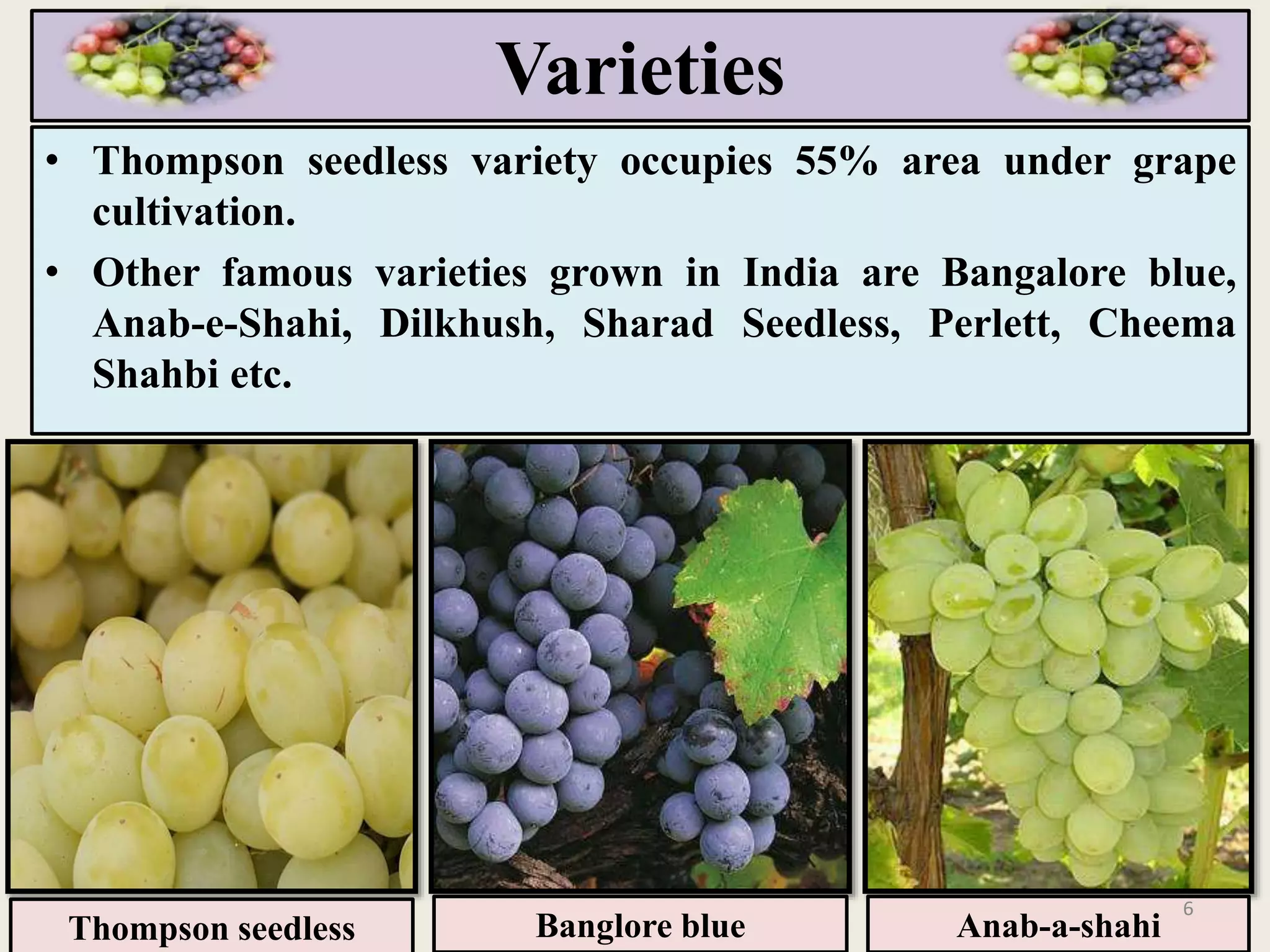 Plant growth regulators in grapes | PPTX
