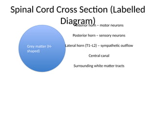 PG_Spinal_Cord_Anatomy_Implications_With_Diagrams.pptx