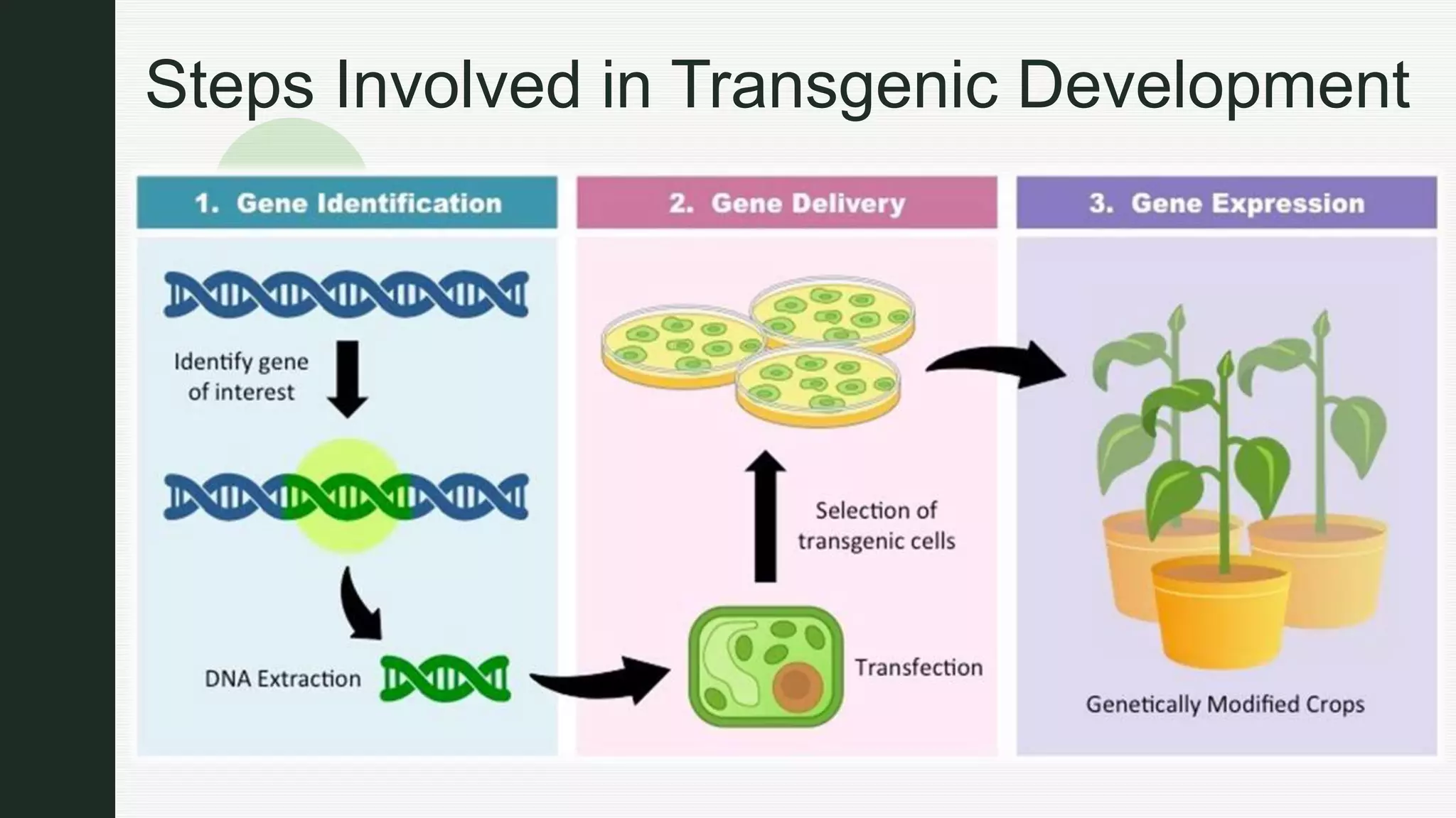 Insect Resistant Transgenic Plants | PPTX