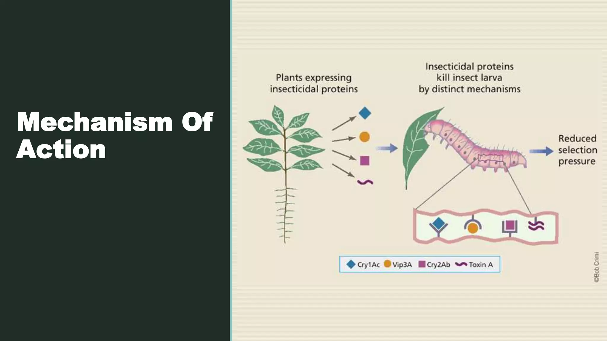 Insect Resistant Transgenic Plants | PPT Insect Resistant Transgenic Plants | PPT