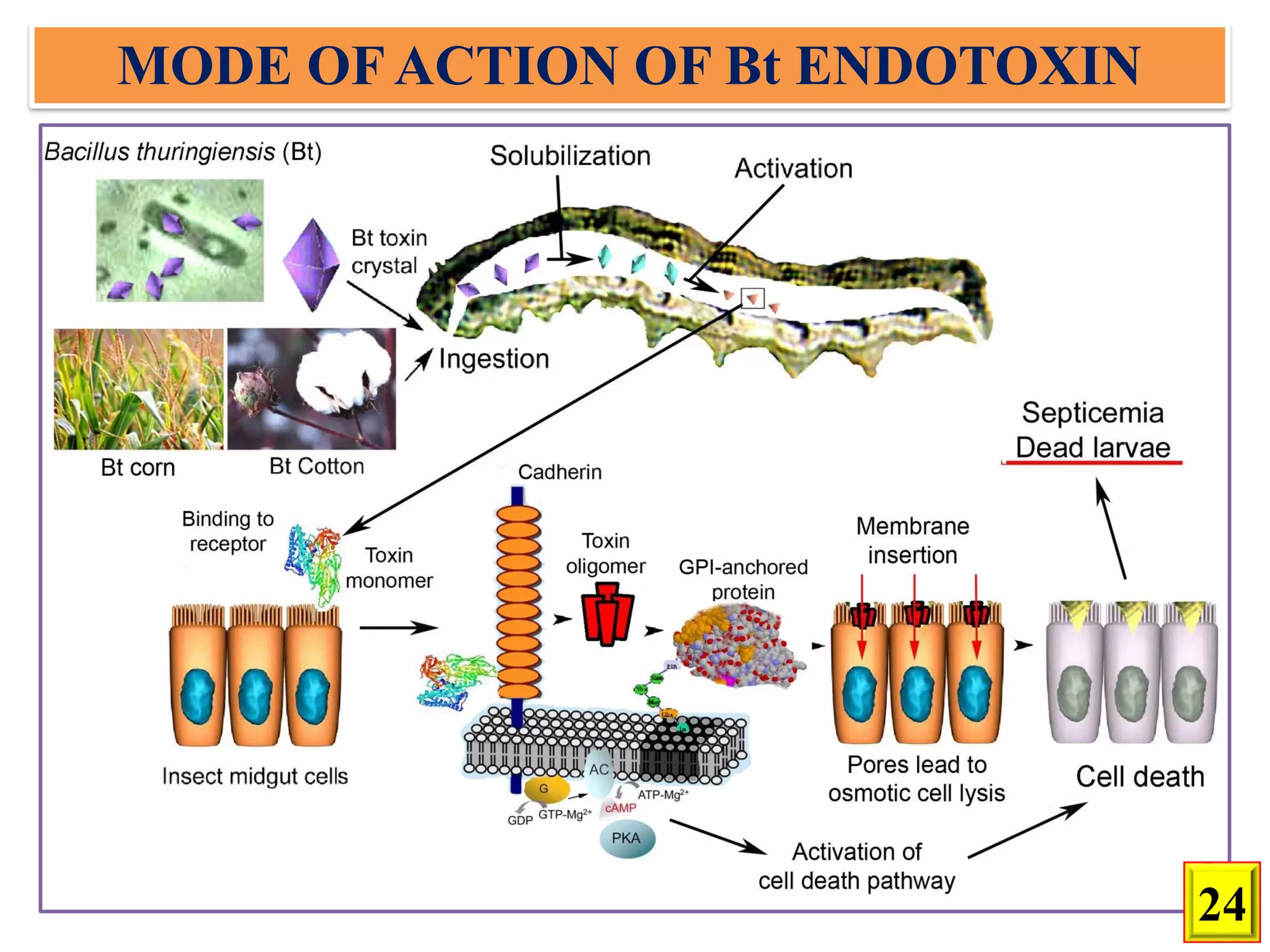 PRESENT STATUS AND ROLE OF BIOTECHNOLOGICAL APPROACHES IN INSECT PEST ...