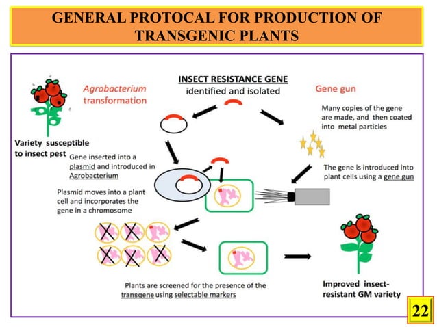 PRESENT STATUS AND ROLE OF BIOTECHNOLOGICAL APPROACHES IN INSECT PEST ...