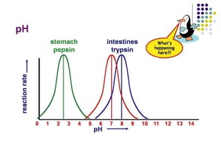 ph BUFFER SYSTEM POWEWRPOINT PRESENTATION .ppt