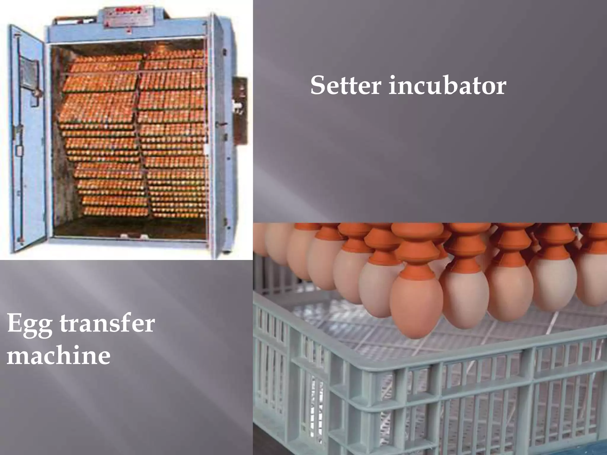 Hatchery equipment | PPTX