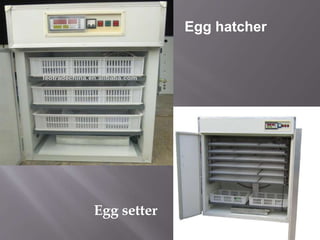 Hatchery equipment | PPTX