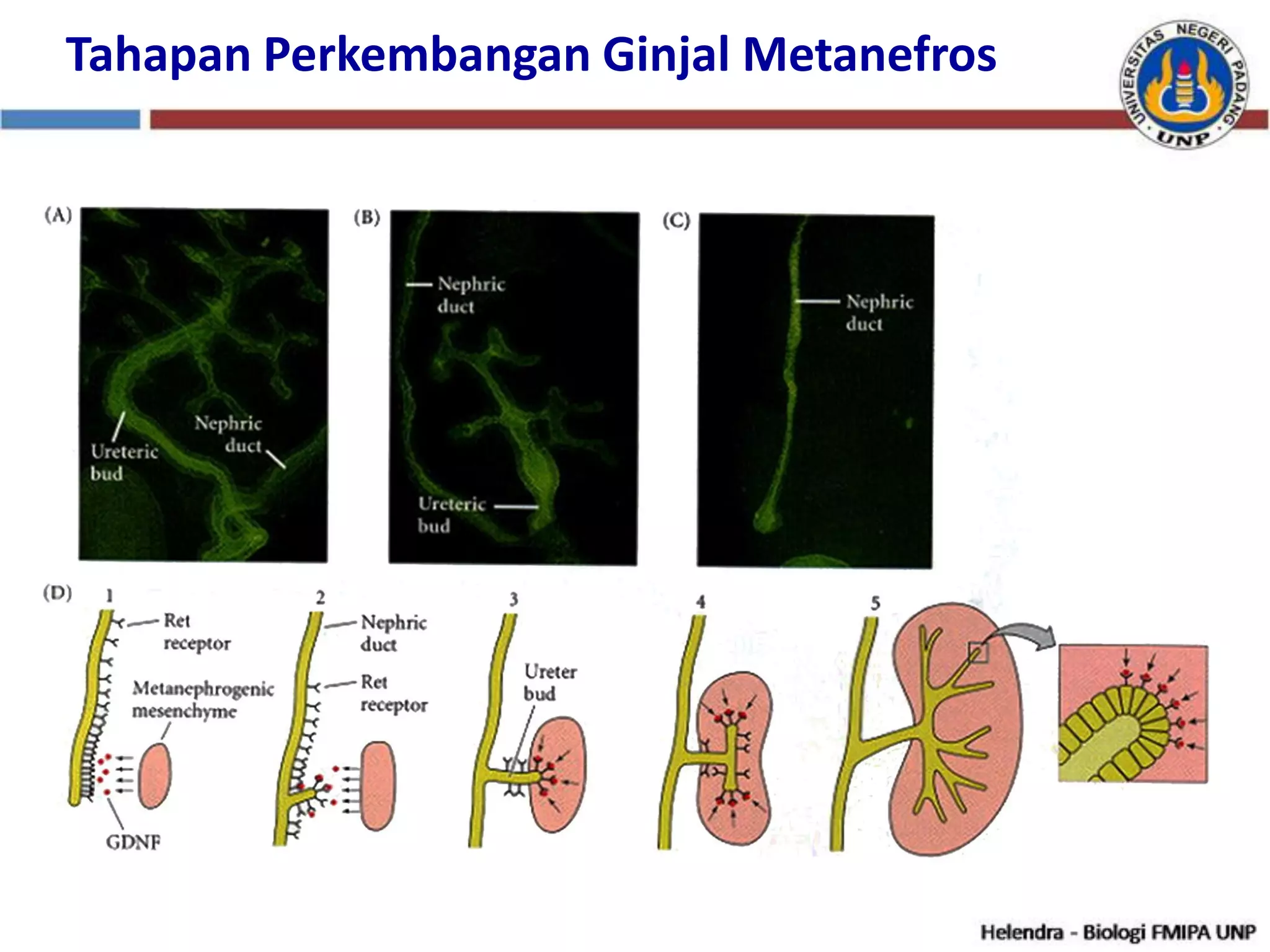 Ph organogenesis - sistem urogenital | PDF