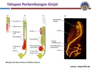 Ph organogenesis - sistem urogenital | PDF