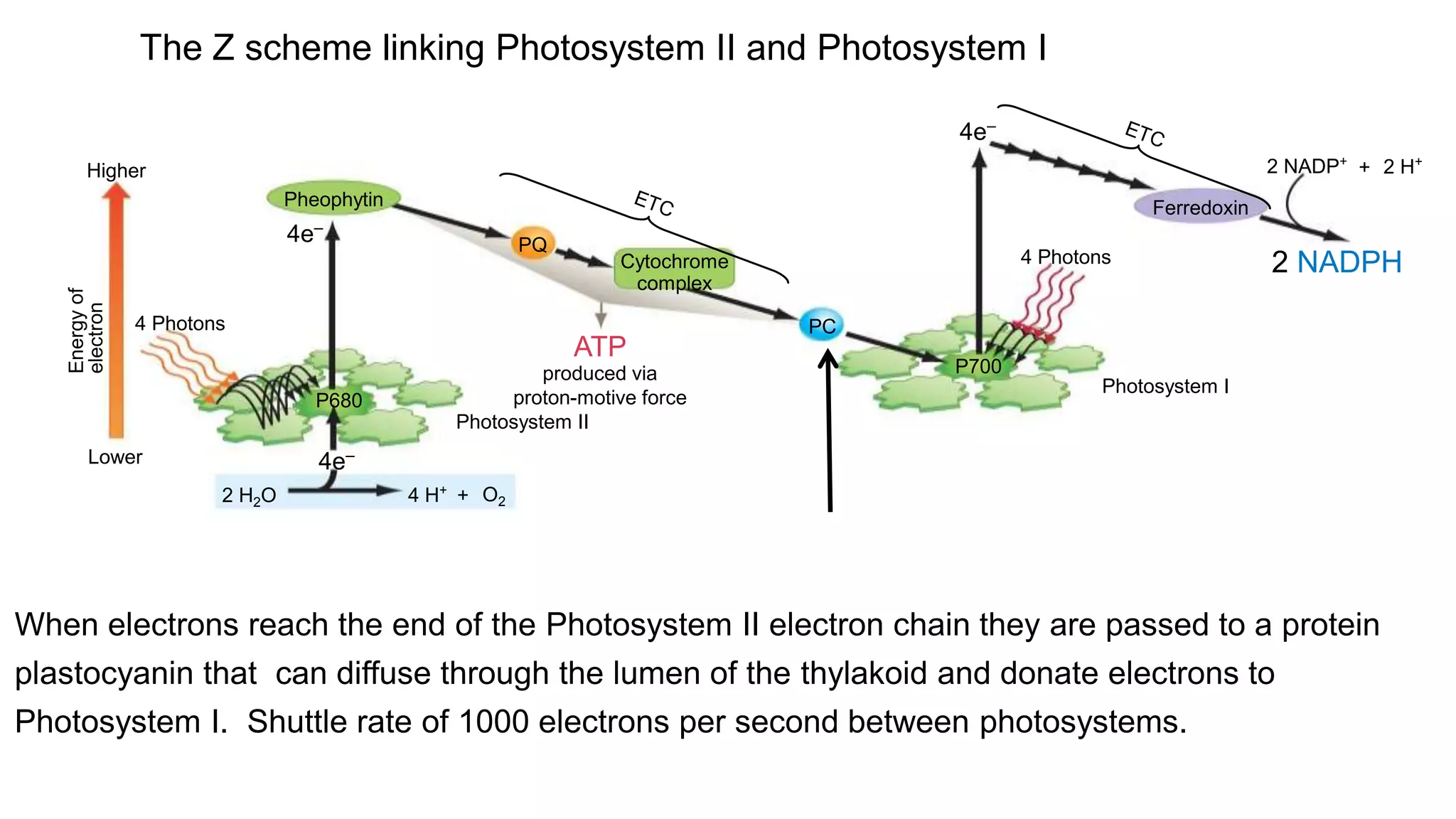 Ph0tosystemPhotosystem: Reaction center surrounded by several light ...