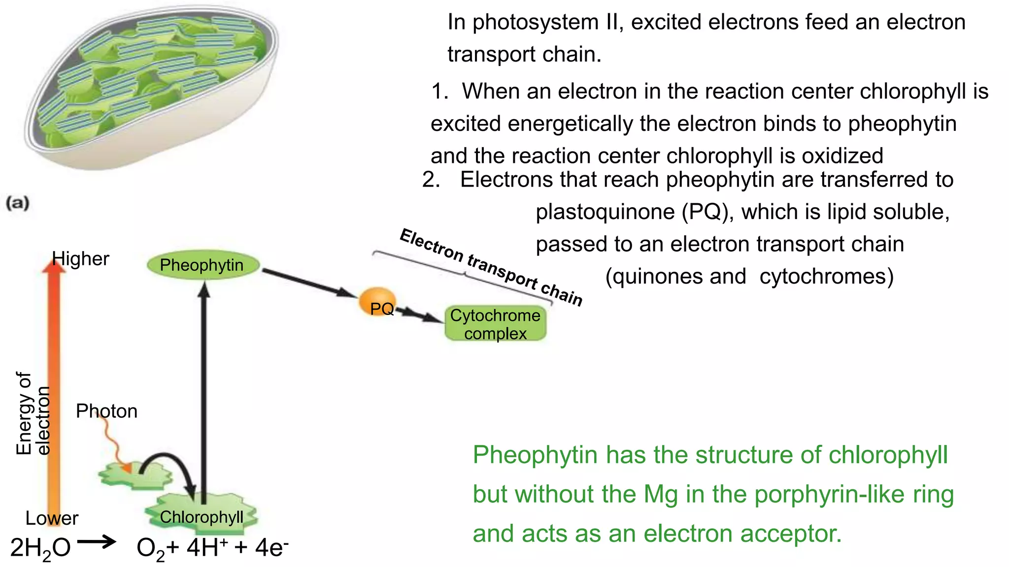 Ph0tosystemPhotosystem: Reaction center surrounded by several light ...