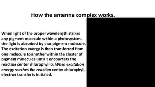 Ph0tosystemPhotosystem: Reaction center surrounded by several light ...