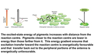Ph0tosystemPhotosystem: Reaction center surrounded by several light ...