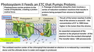 Ph0tosystemPhotosystem: Reaction center surrounded by several light ...