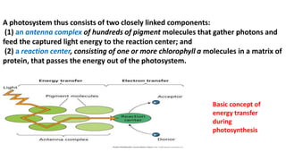 Photosynthesis Pigment Complex Photosystem