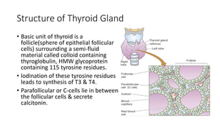 PH 1.36 THYROID.pptx