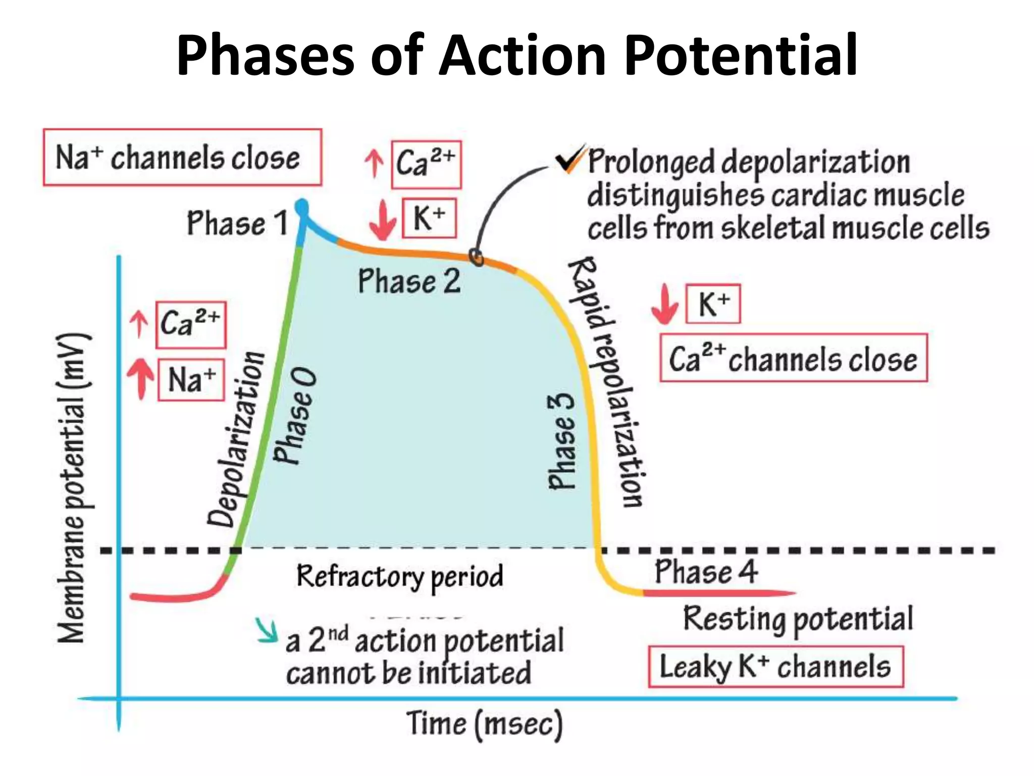 PH1.30 Describe the mechanisms of action, types, doses, side effects ...