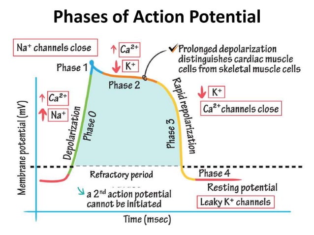 PH1.30 Describe the mechanisms of action, types, doses, side effects ...