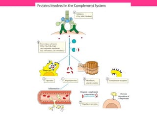 32 Proteins of the Complement System | PPT