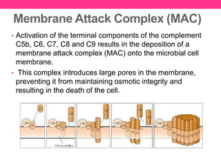32 Proteins of the Complement System | PPT