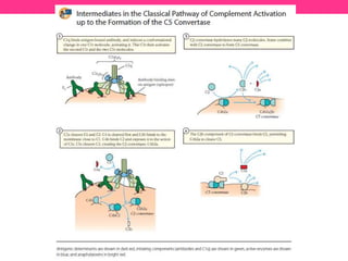 32 Proteins of the Complement System | PPT