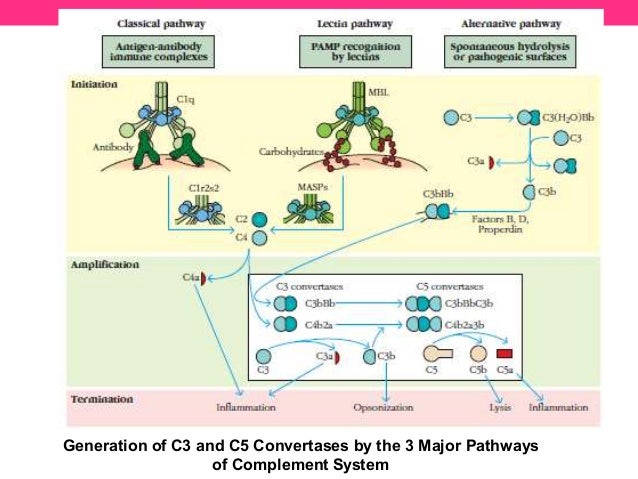 32 Proteins of the Complement System