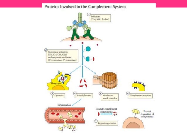 32 Proteins of the Complement System