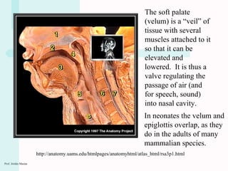 Ph1 speech organs 2010 | PPT