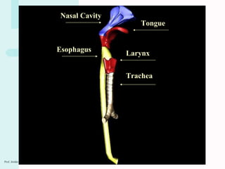 Ph1 speech organs 2010 | PPT