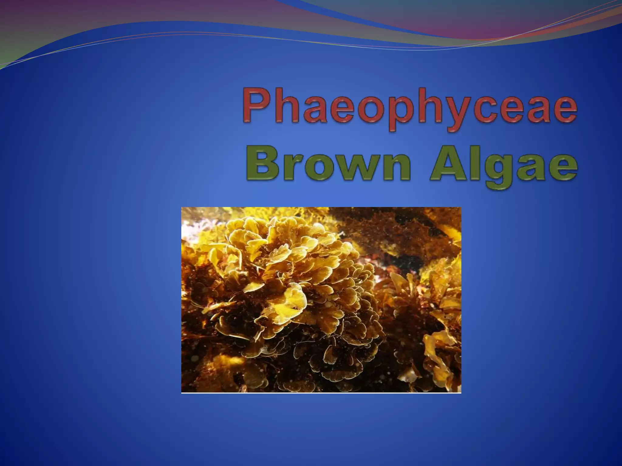Phaeophyceae Brown Algae | PPTX