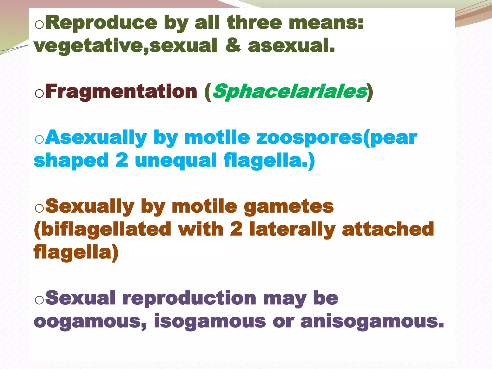 Phaeophyceae Brown Algae | PPTX