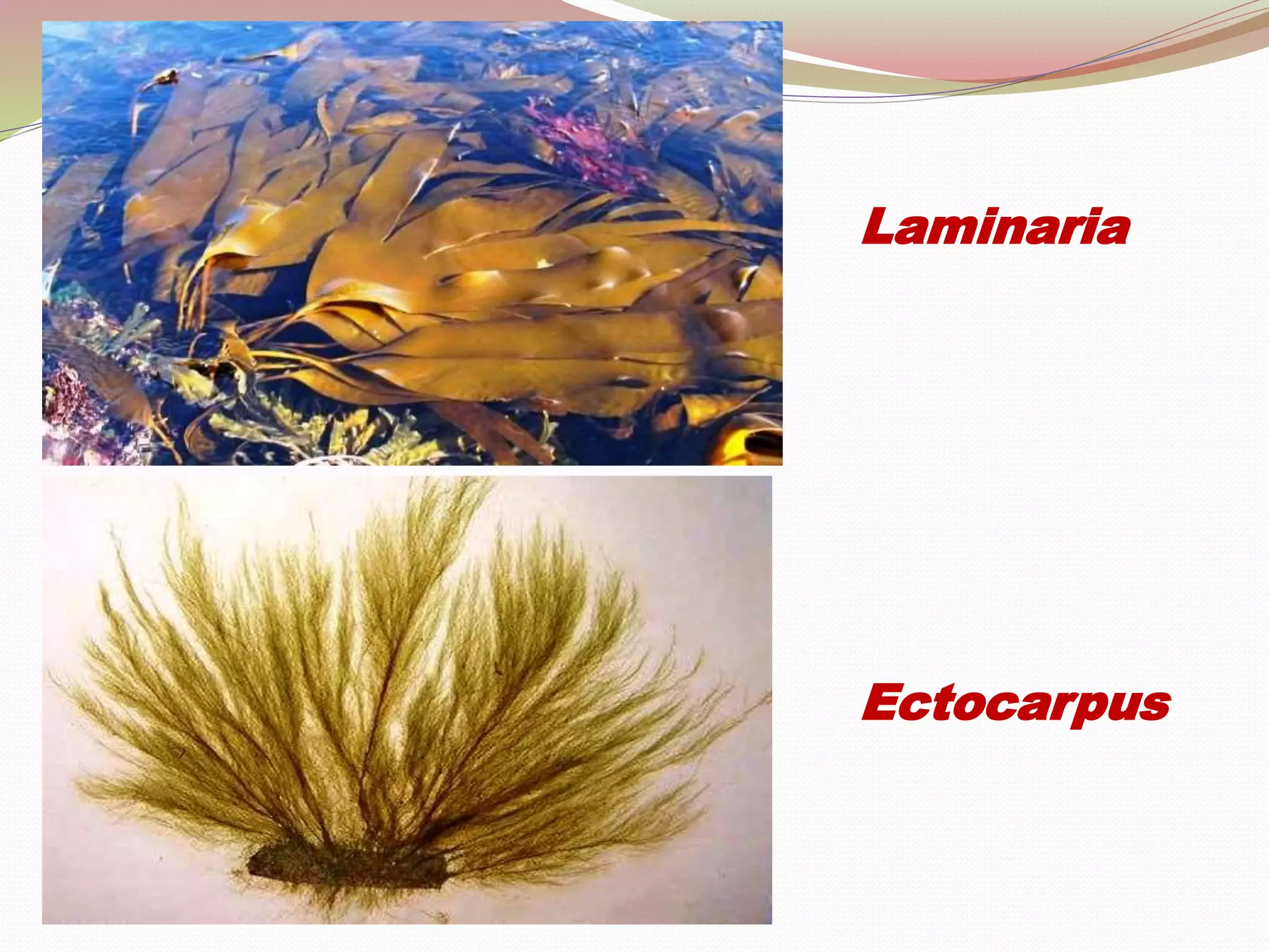 Phaeophyceae Brown Algae | PPTX