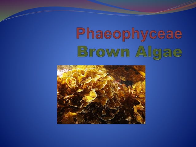 Phaeophyceae Brown Algae | PPTX | Biological Sciences | Science